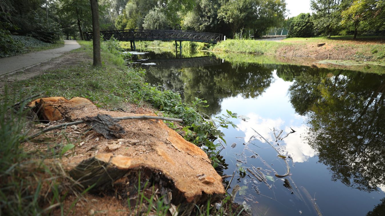 DELMAGYAR - Kivágták a fűzfasort a Holt-Maros partján – Galéria