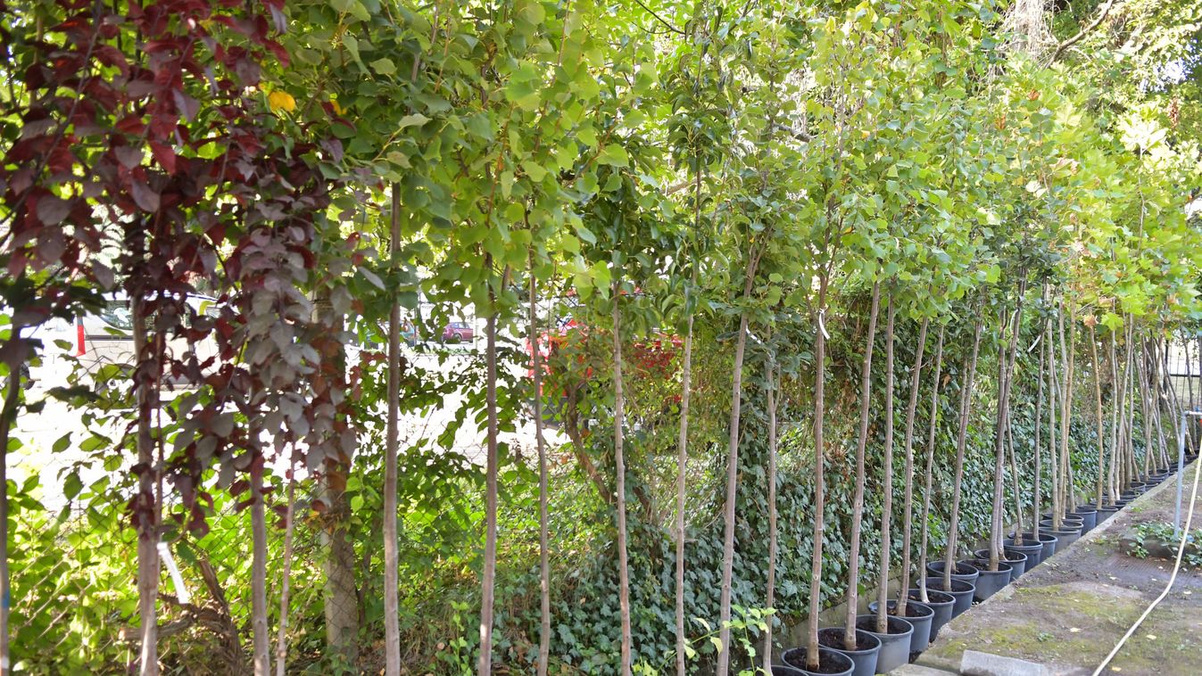 Tizenkilenc fafaj közül választhattak a települések