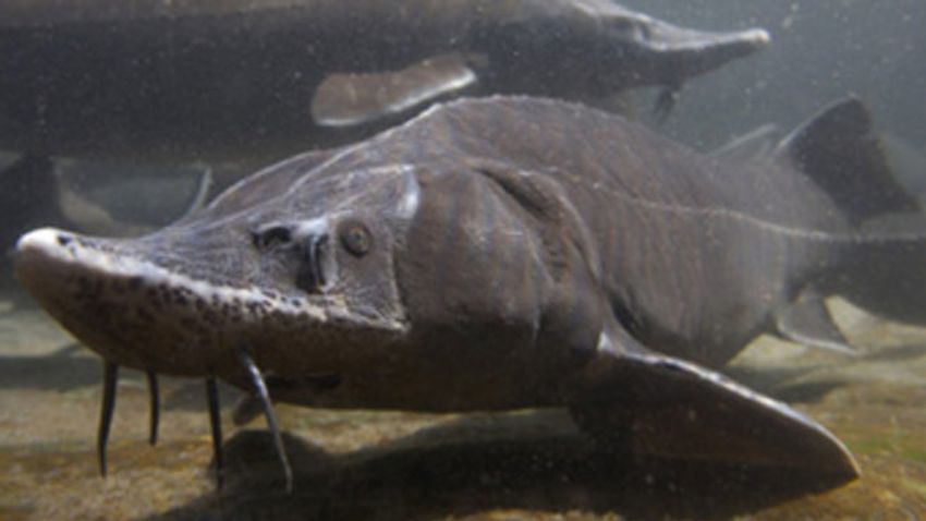 DELMAGYAR - Micsoda fogás: 400 kilós hal akadt a horgukra!