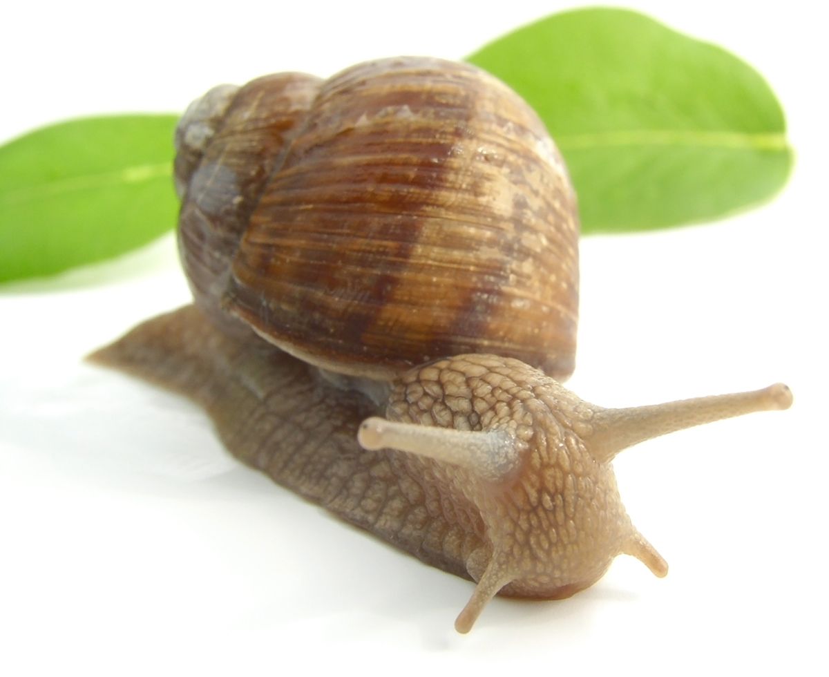 Valamiben a csiga is lehet első!