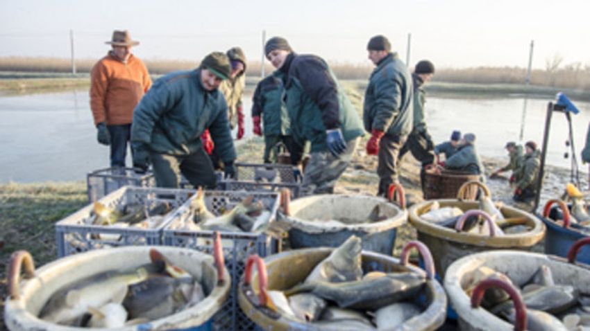 DELMAGYAR - Bajára is Fehér tóról utazik a karácsonyi ponty