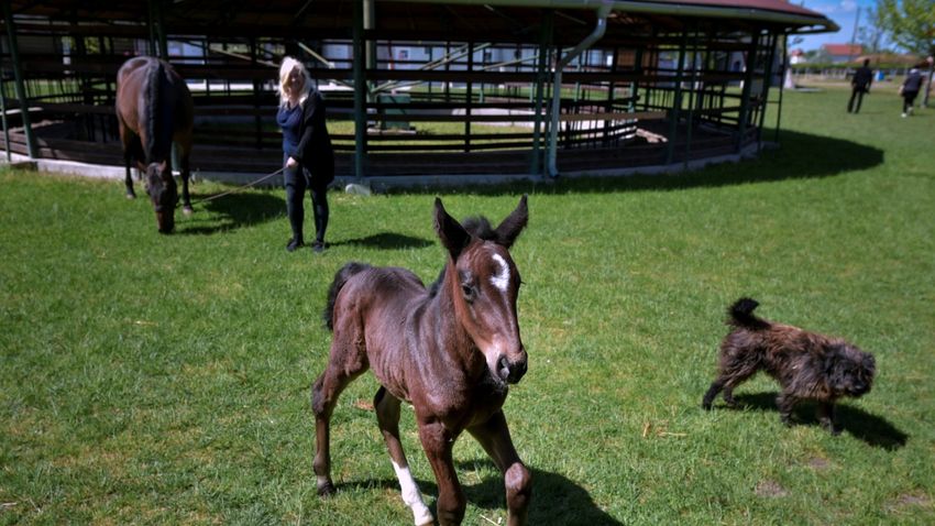 DELMAGYAR - Vidáman szökellt a kis Luna