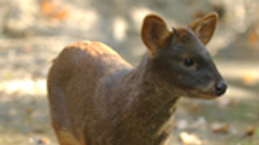 DELMAGYAR - Iván, a mini szarvas