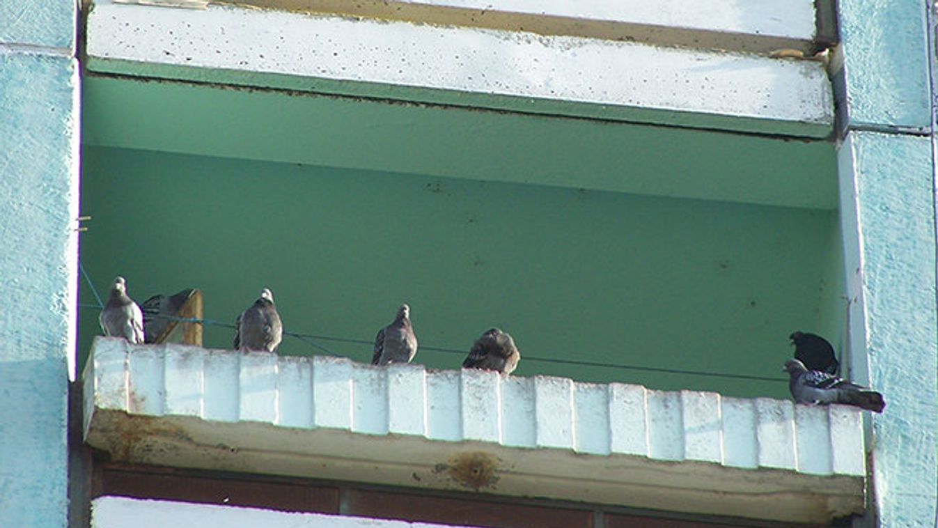 Galambdúc lett a 9. emeleti lakásból