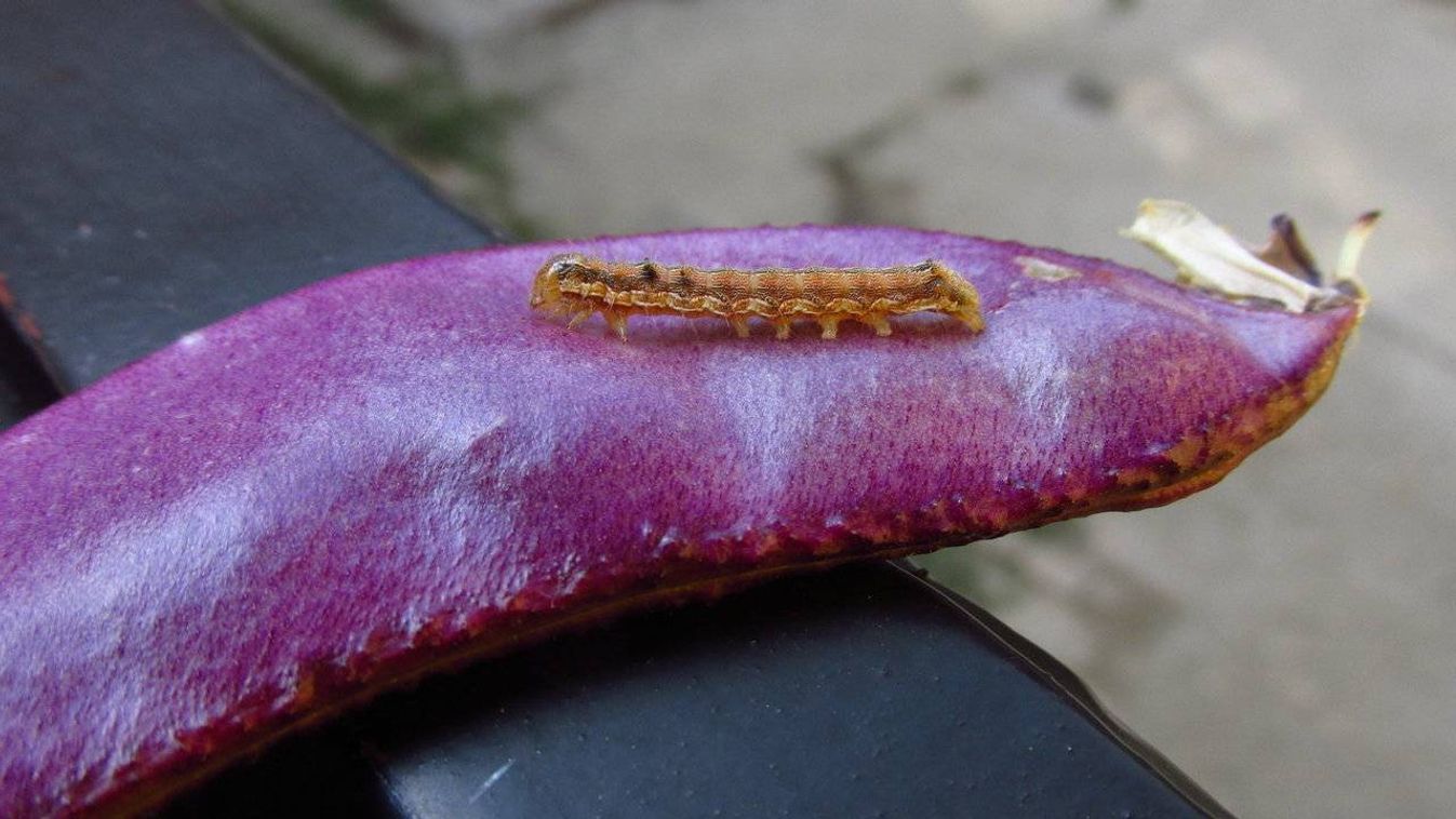 Biohorror a kertben: Cuki, a kukac megeszi a bablugast