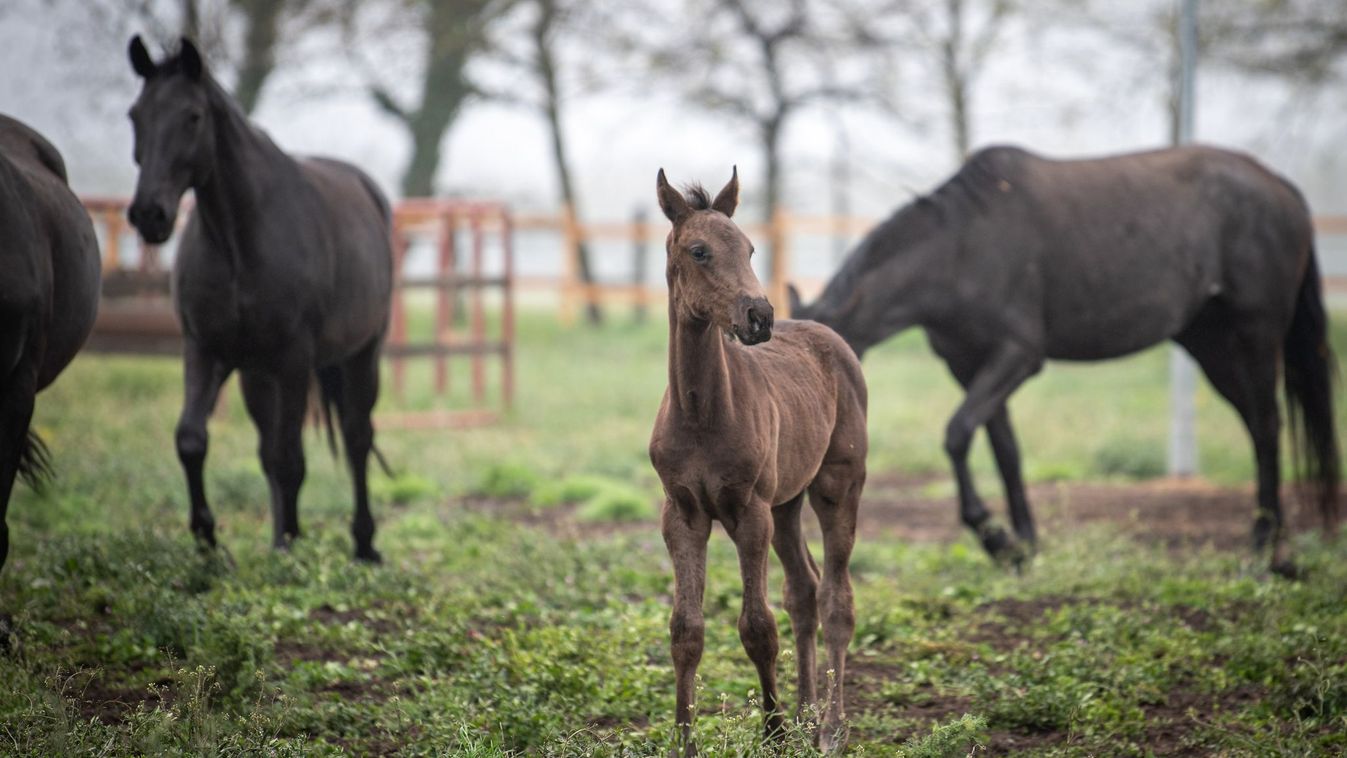 DELMAGYAR - Kihajtották a ménest Mezőhegyesen – Videó