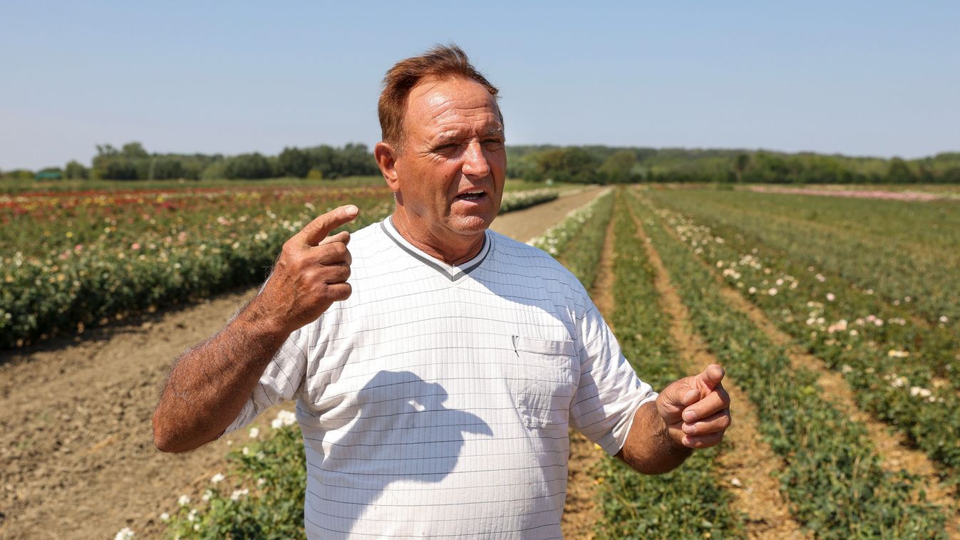 Dupla annyit kell öntözni a rózsát az aszály miatt