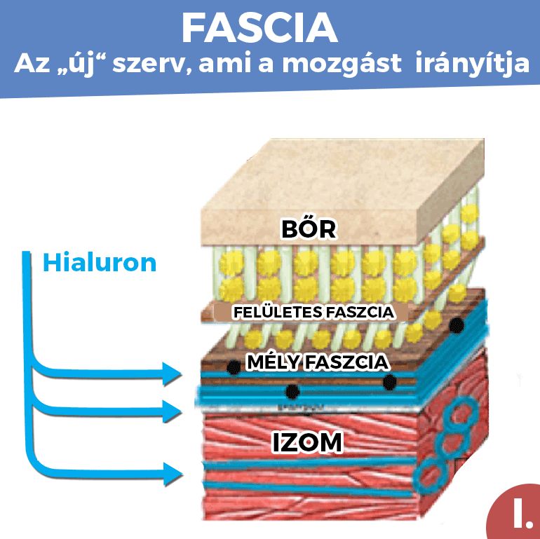 Fascia: a mozgást irányító szervrendszer