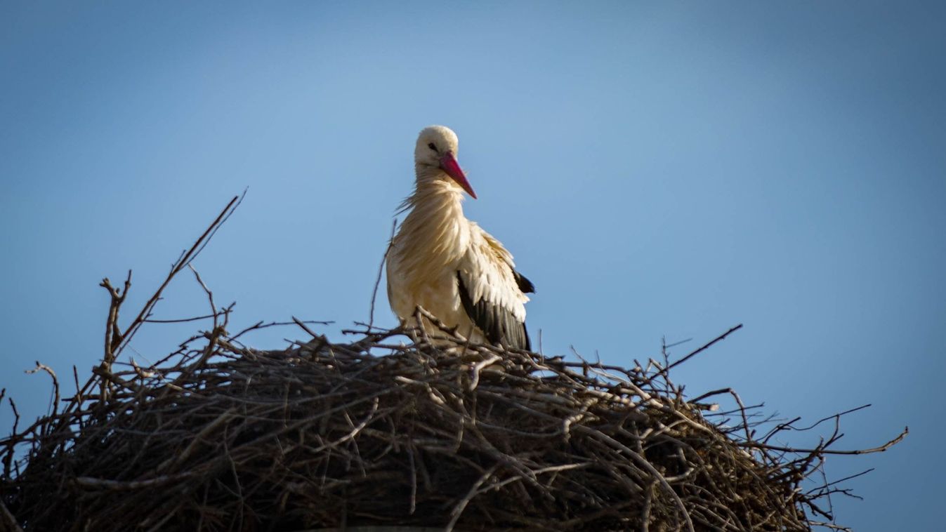 Apró hal kell a gólyáknak