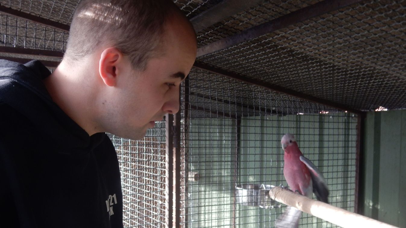 Dominikot világbajnokságra repítik szeretett madarai