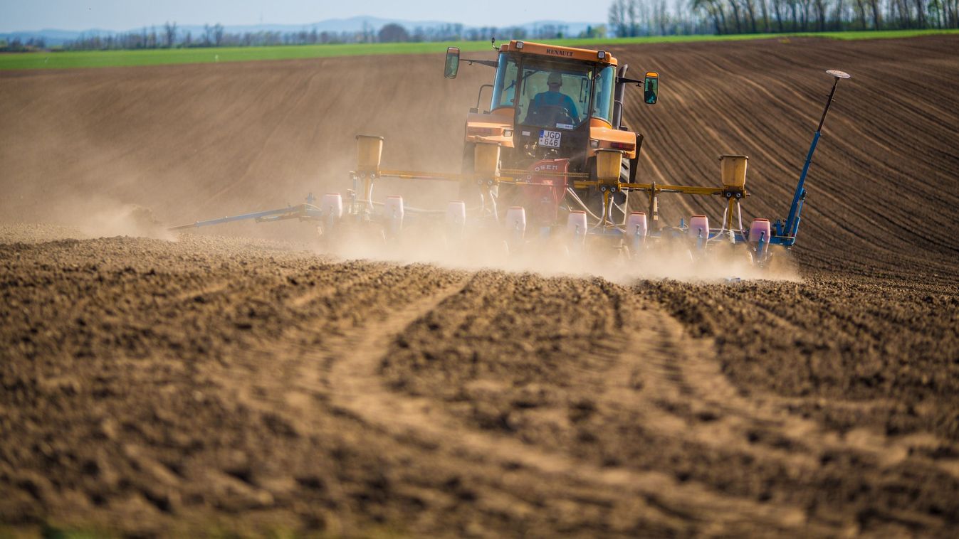 Az aszály miatt gyér az őszi gabona