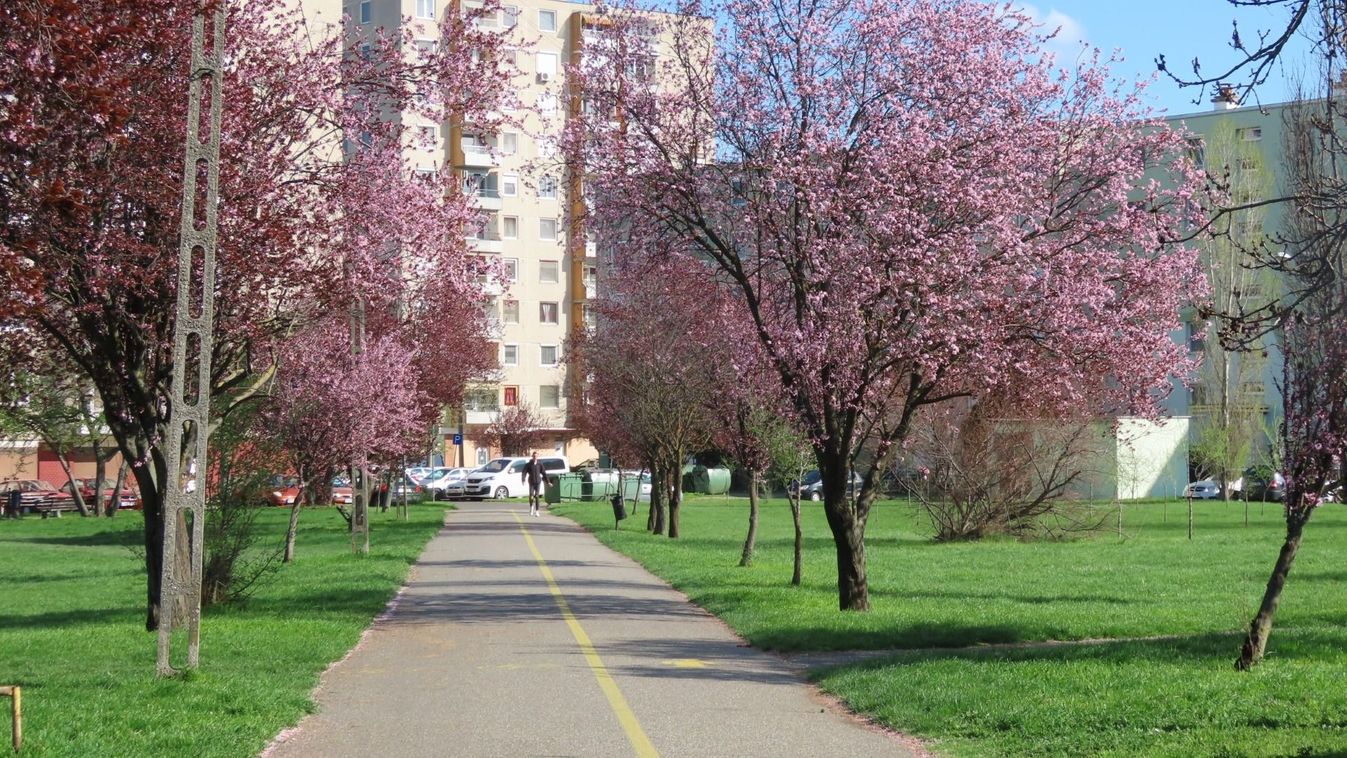 Rózsaszín pompa vár ezen a szakaszon, már csak a vérszilvafák miatt is ...