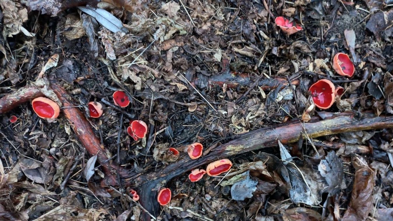 A Maros-ártéri erdő apró természeti csodákat rejt