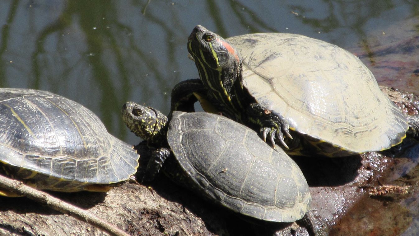 Invázió a szegedi Holt-Marosban, teknős teknős ellen