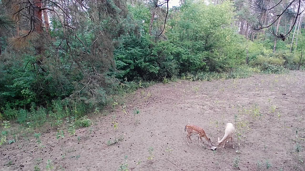 Fehér szarvas Ásotthalmon: a vadkamera igazi csodát rögzített