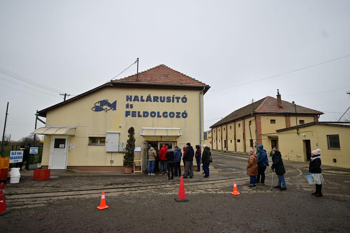 Hal, humor és egy kis izgalom: sorbanállás a halért Szegeden