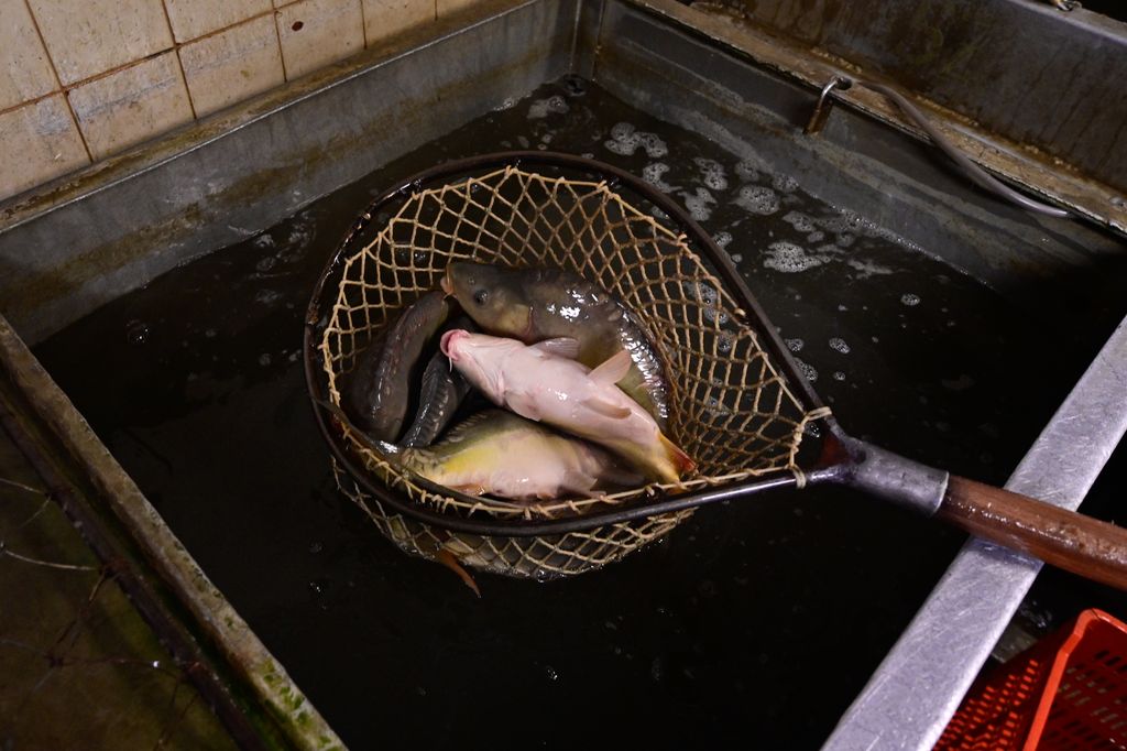 Sorbanállás a halért karácsony előtt | DELMAGYAR