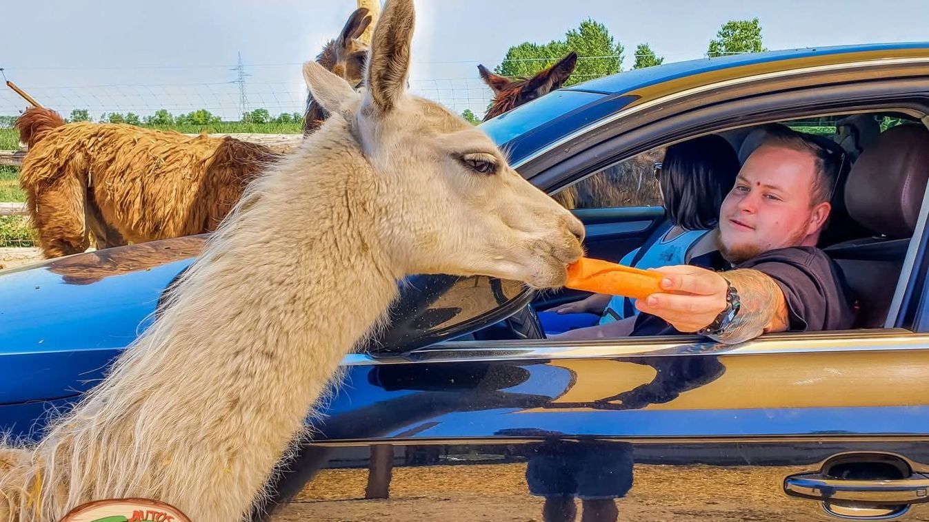 150 ezres látogatószám közelében egy európai szinten is egyedi vidéki ...
