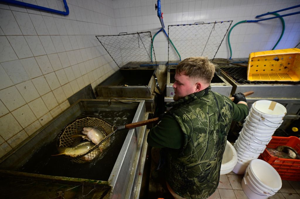 Sorbanállás a halért karácsony előtt | DELMAGYAR