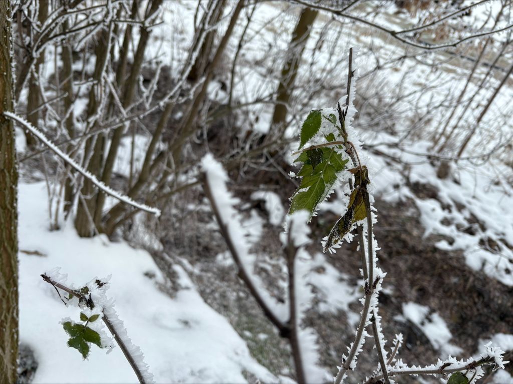 A tél egyik legszebb arcát mutatta Szeged és környékén | DELMAGYAR