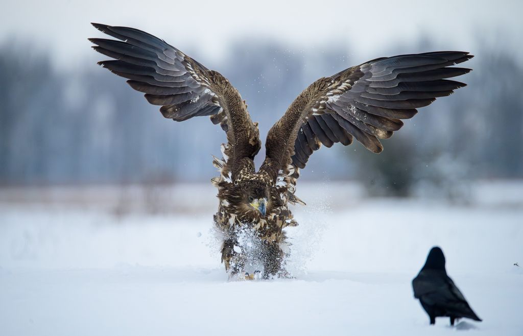 Hortobágyi sasles: testközelből fotózták a sasokat extrém körülmények ...