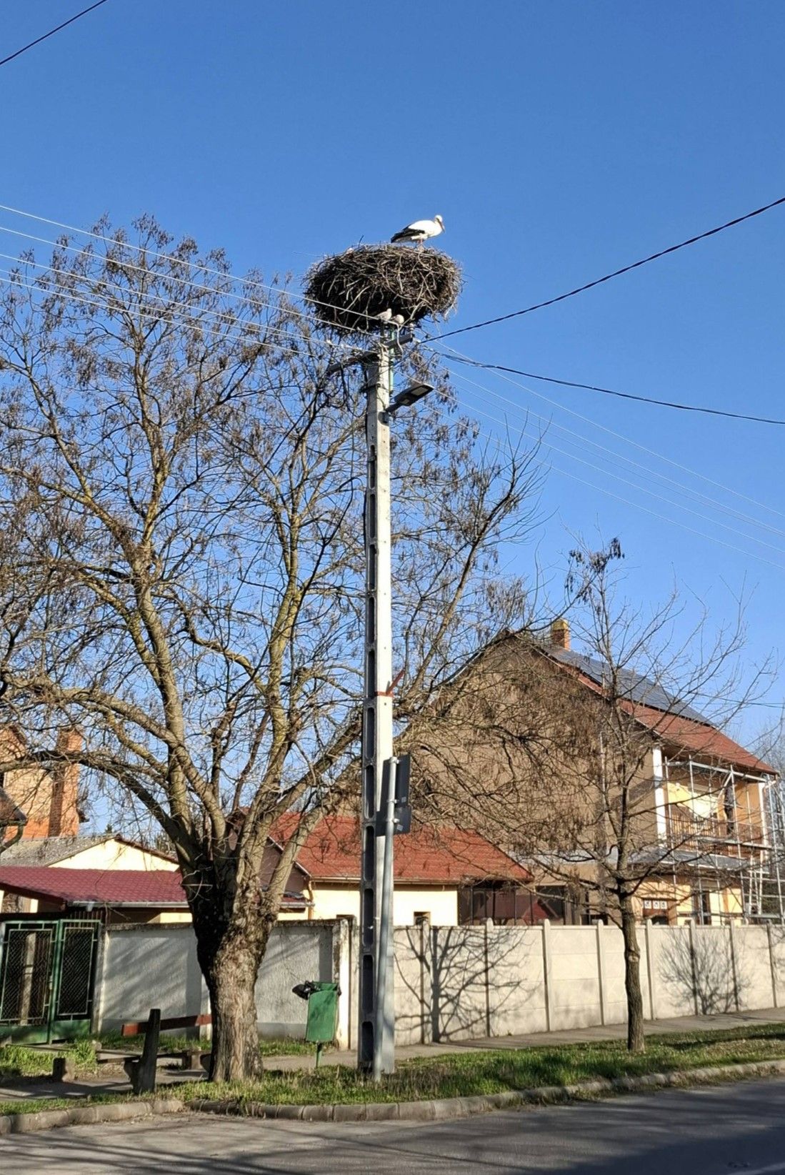 Gólya érkezett Csanádpalotára és Kiszomborra: megjöttek a vármegye első ...