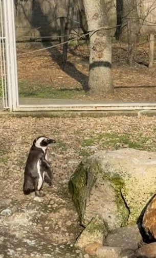 15 éves lett Picúr, a Szegedi Vadaspark pingvinje