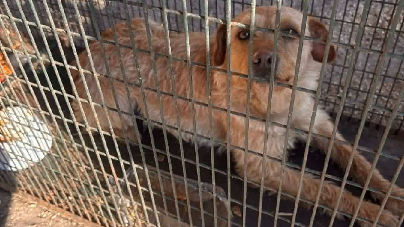 Kóbor kutya Bakson: élvefogó csapdákkal védekezik az önkormányzat